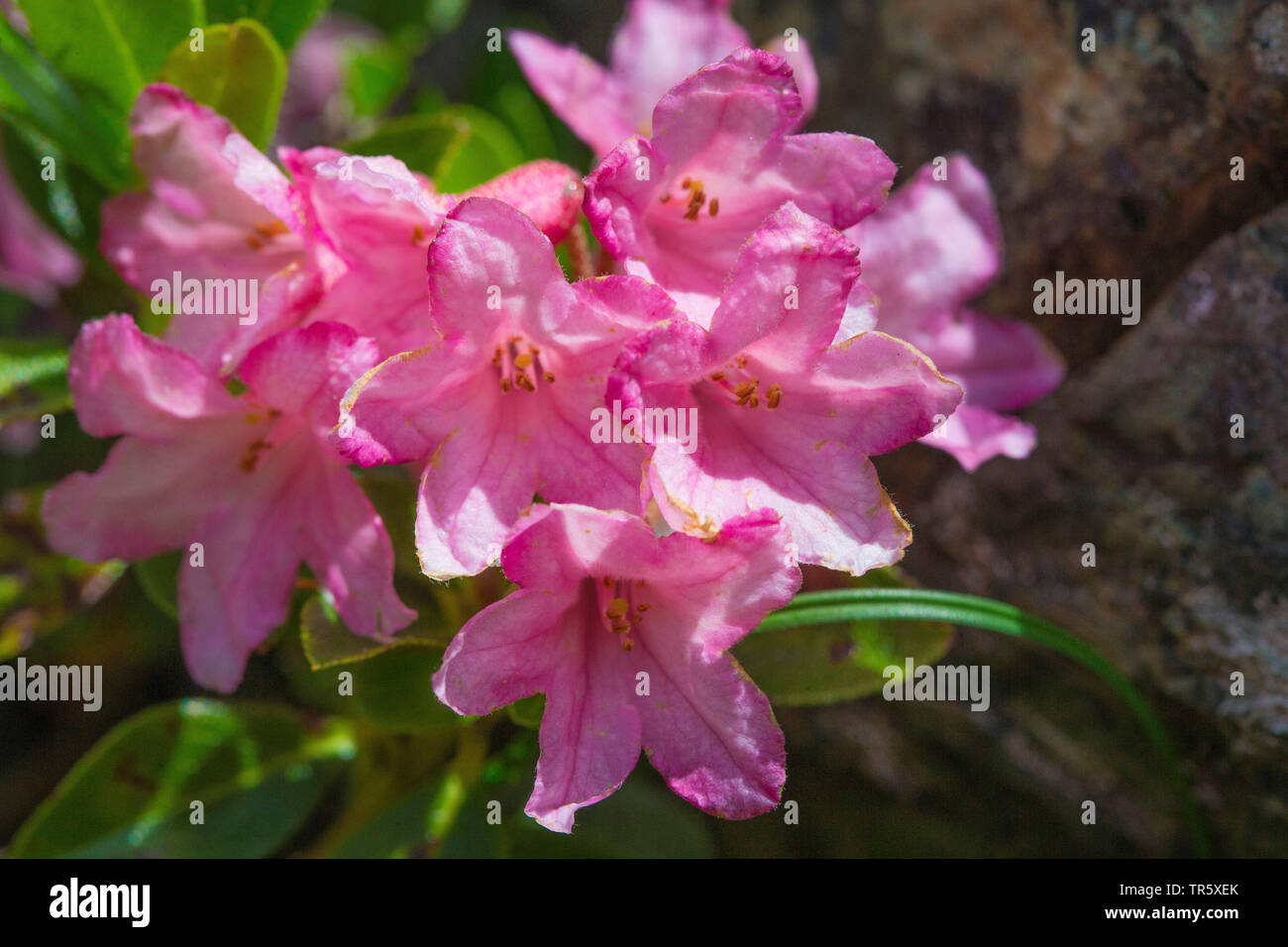 Rust-leaved alpine rose, snow-rose, snowrose, Rusty-leaved alpenrose ...