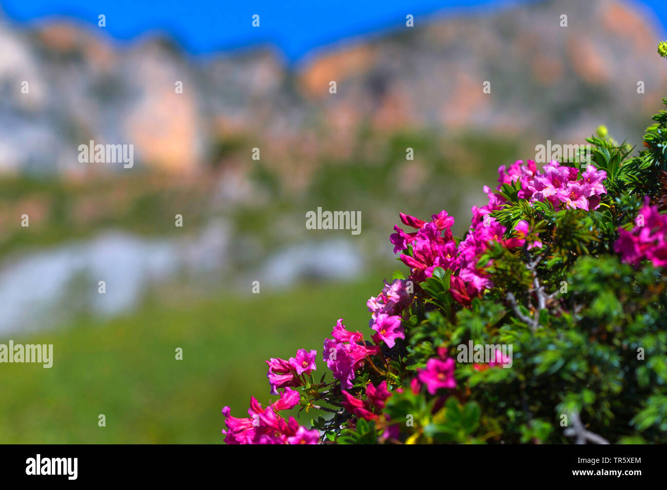 Alpine roses in the mountains hi-res stock photography and images - Alamy