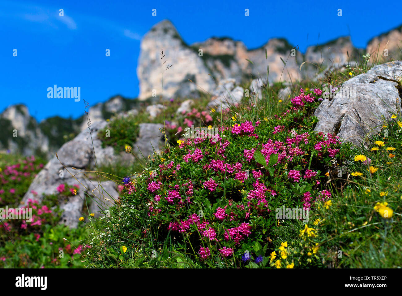 Alpine roses in the mountains hi-res stock photography and images - Alamy