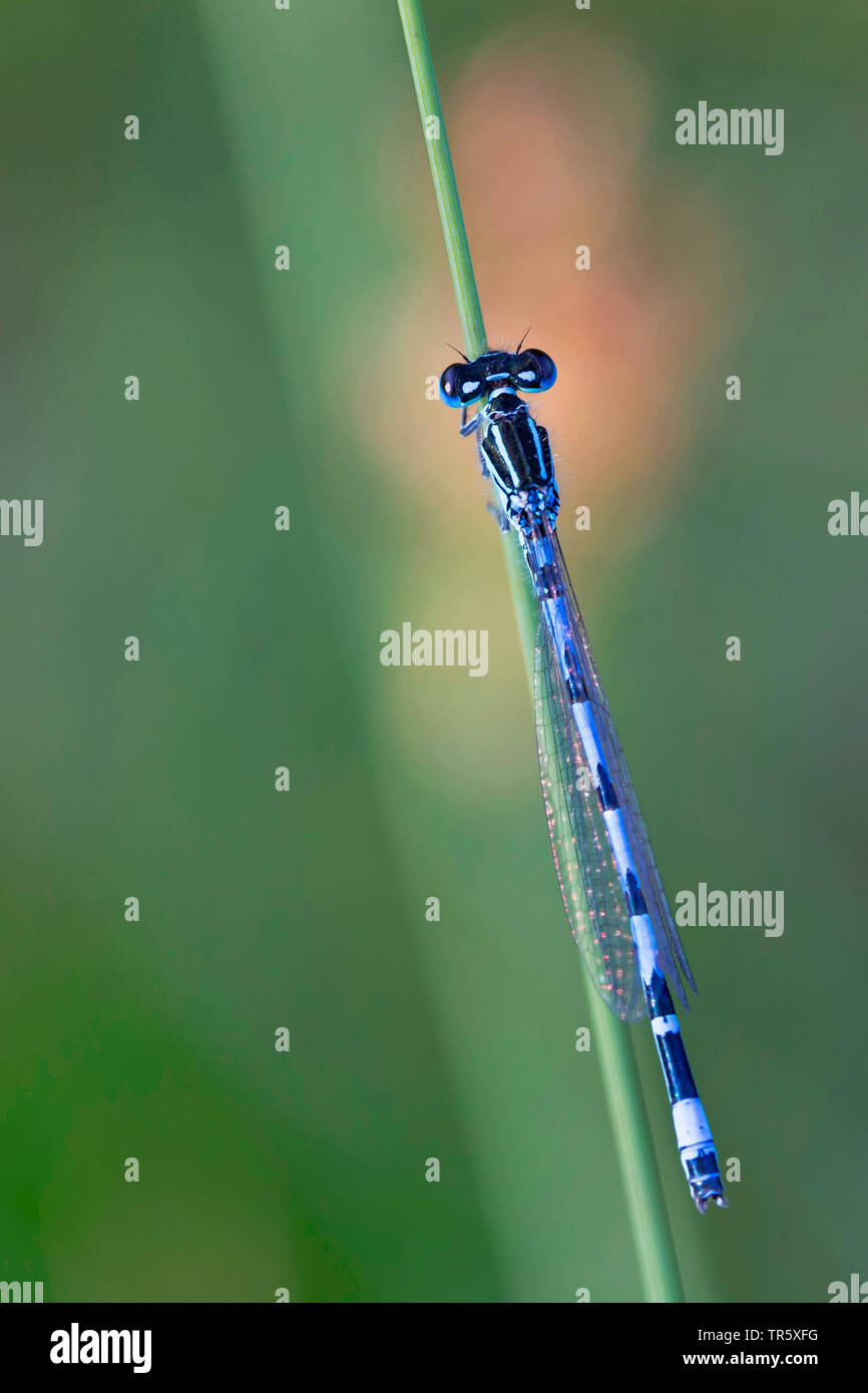 Southern damselfly (Coenagrion mercuriale), imago at a stem, view from ...