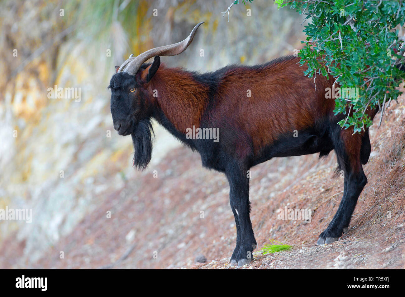 Majorcan wild goat hi-res stock photography and images - Alamy