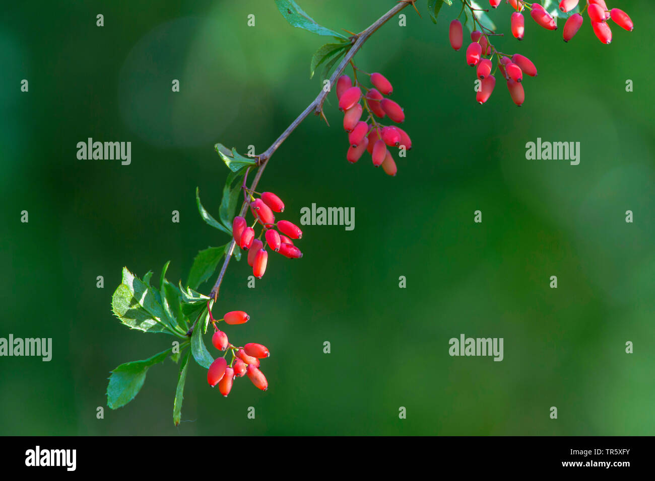 common barberry, European barberry (Berberis vulgaris), branch with ...