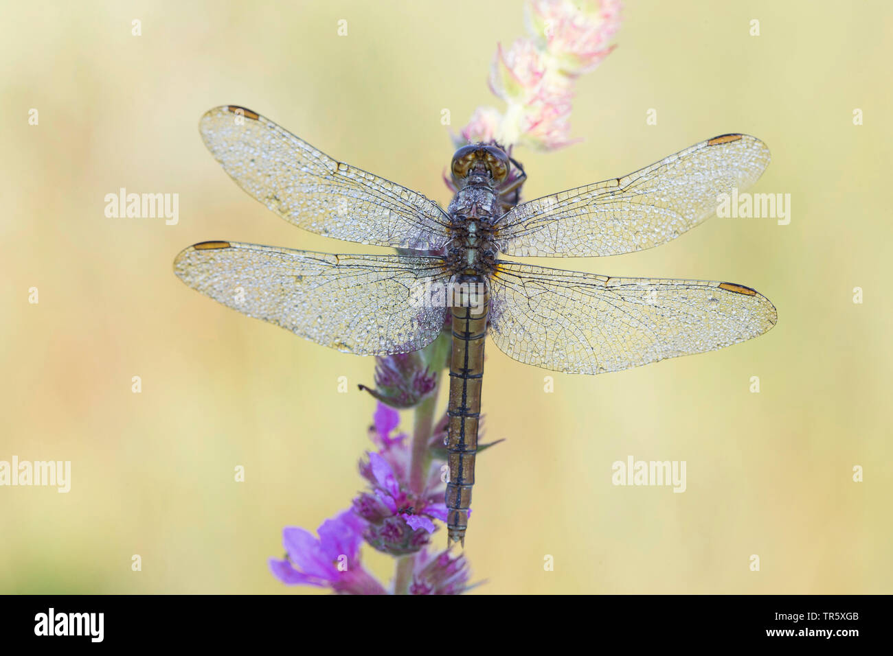 keeled skimmer (Orthetrum coerulescens), female at purple loosestrife ...