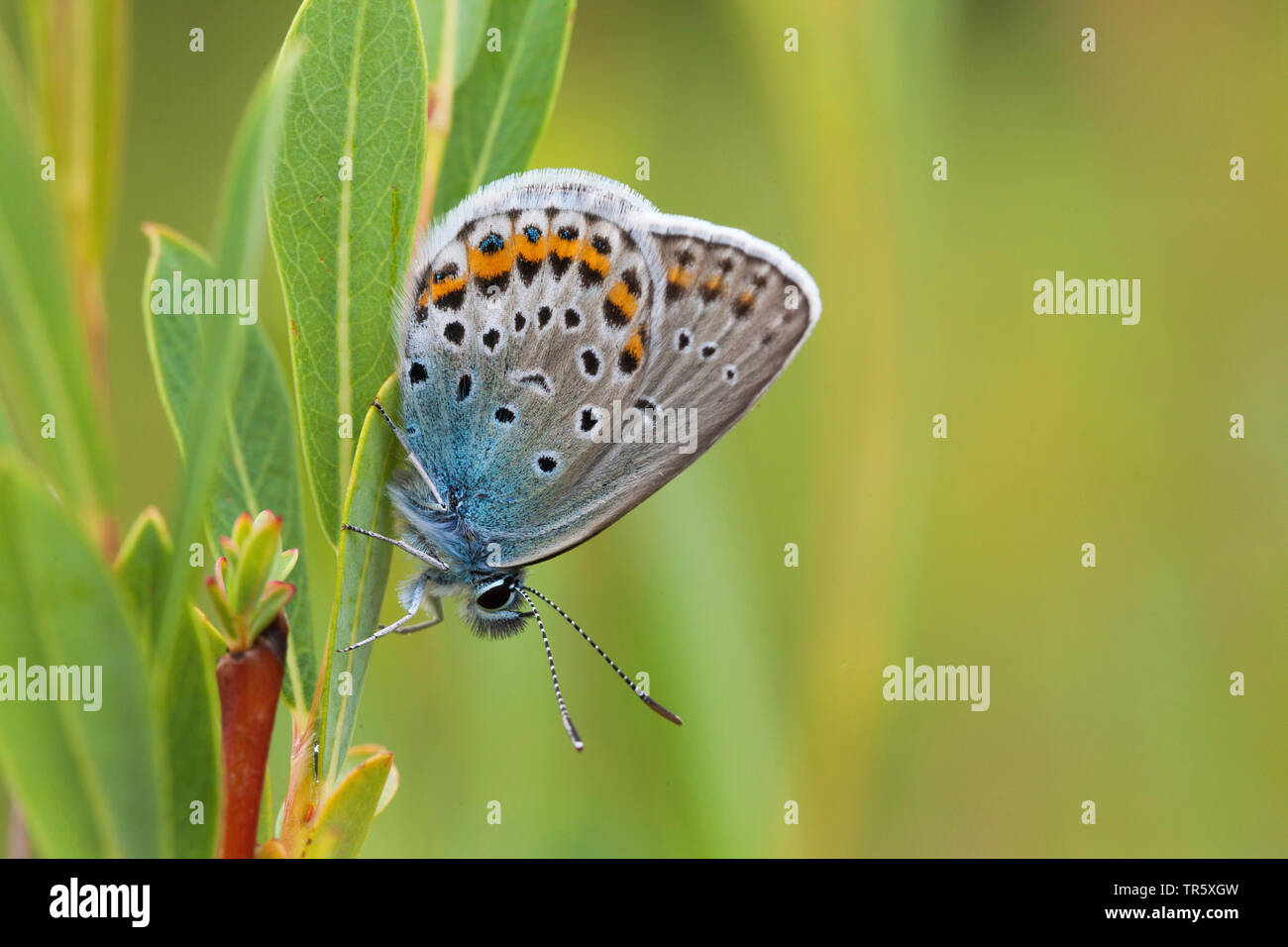 Idas blue hi-res stock photography and images - Alamy