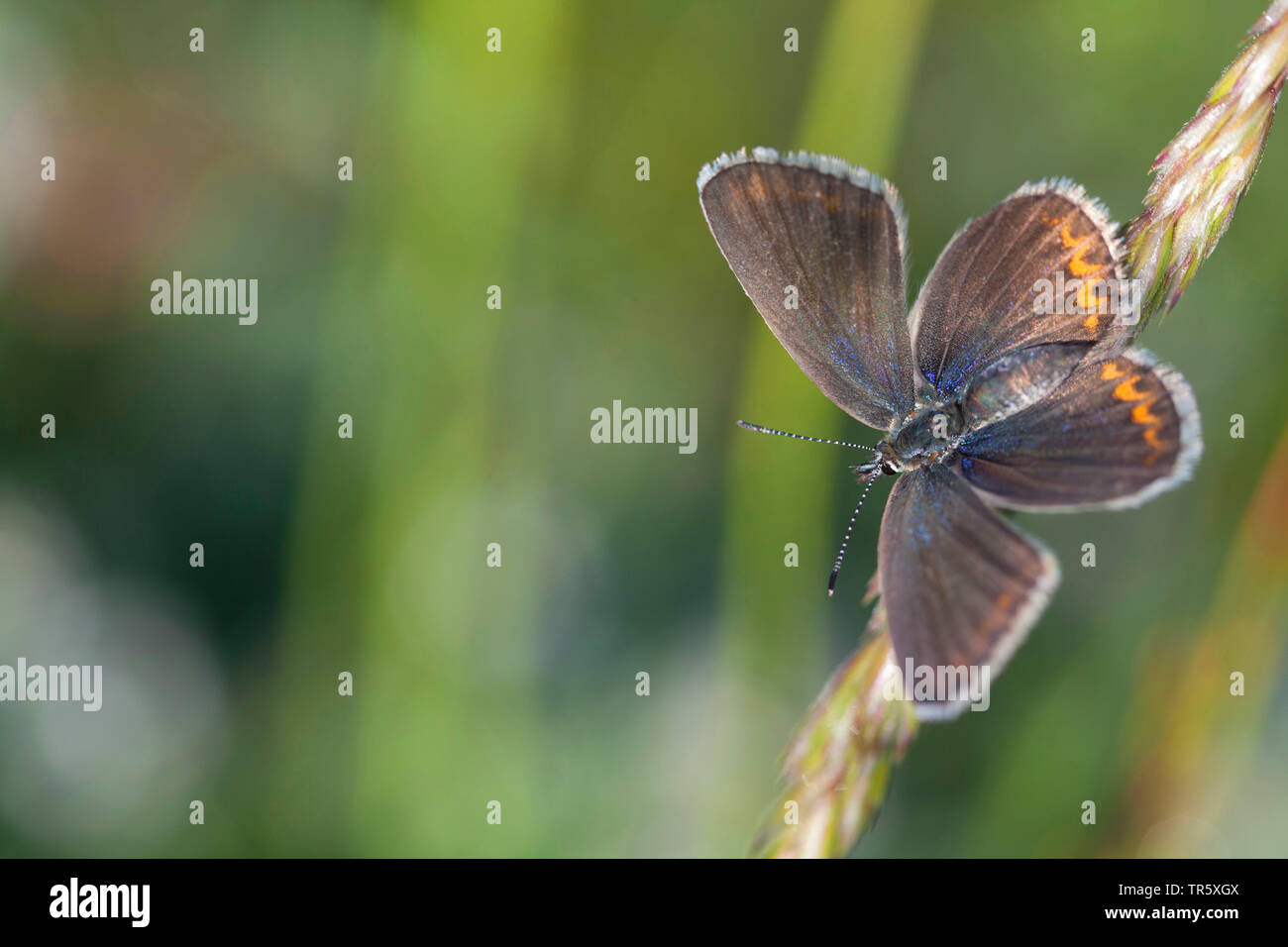 brown argus (Aricia agestis), female, view from above, Germany Stock ...