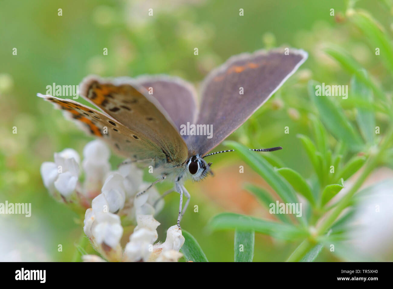 brown argus (Aricia agestis), female, Germany Stock Photo - Alamy
