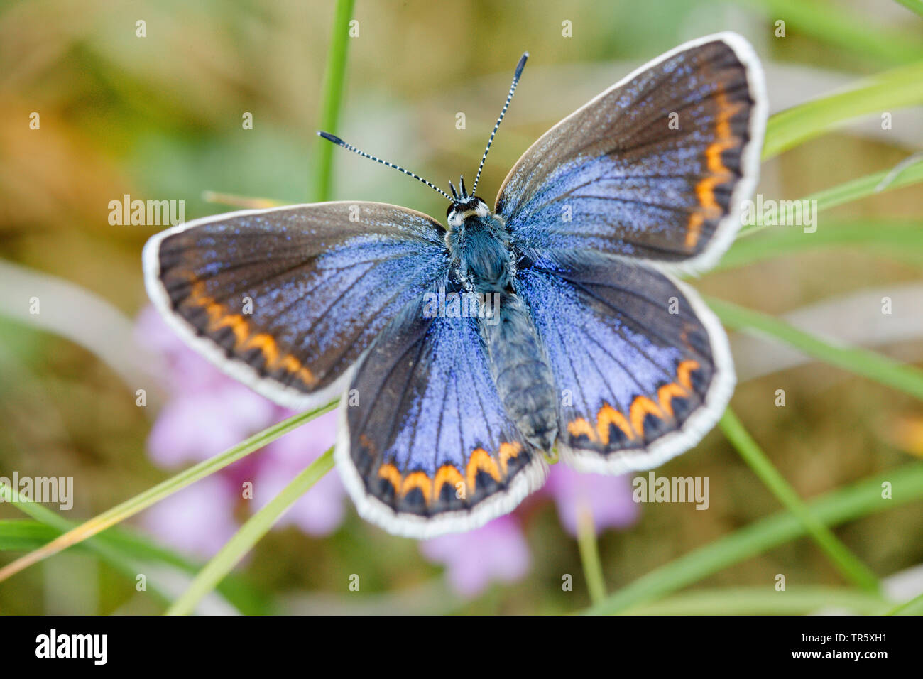 brown argus (Aricia agestis), female, view from above, Germany Stock ...