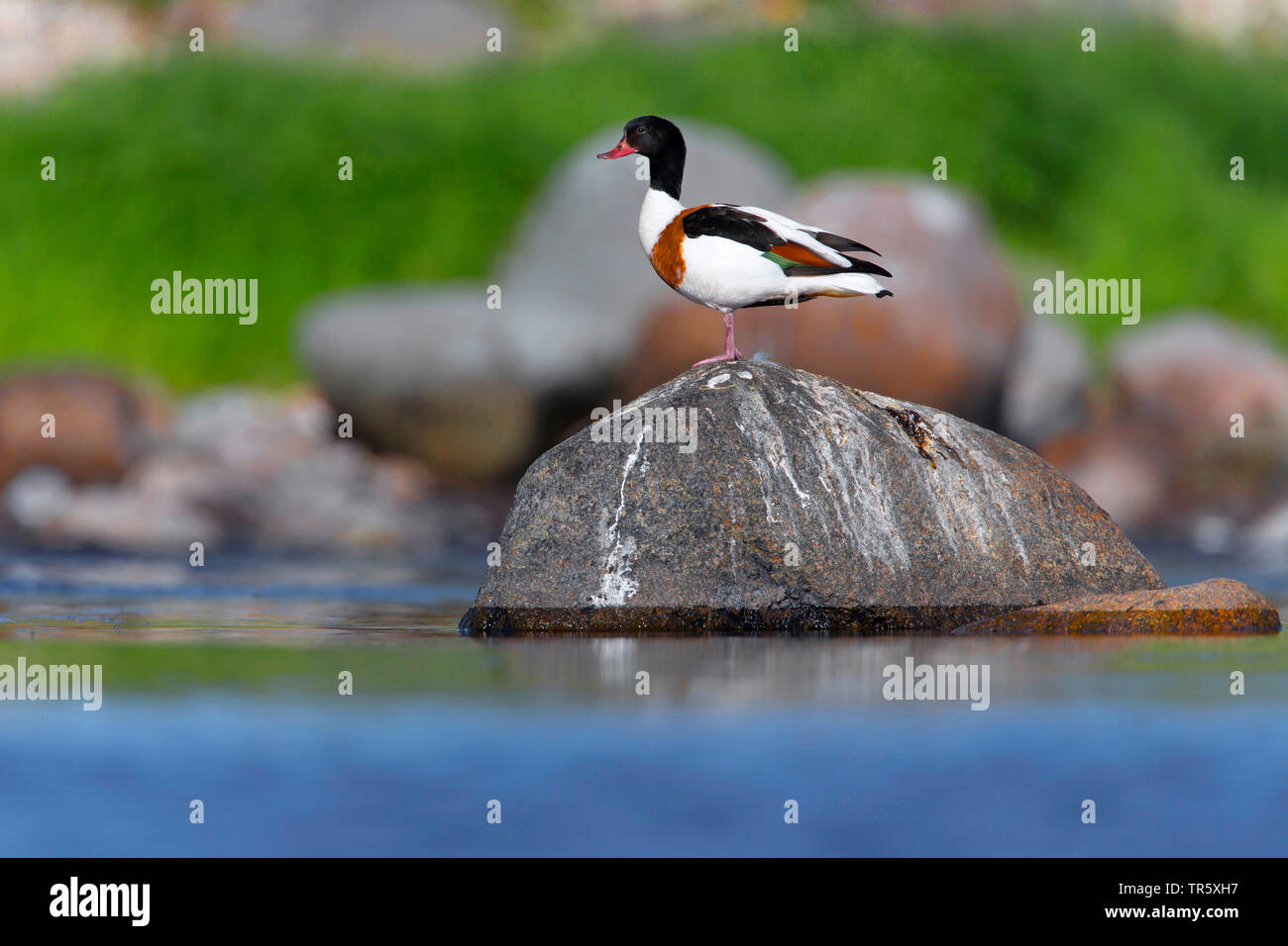 common shelduck (Tadorna tadorna), female standing on a stone in the ...