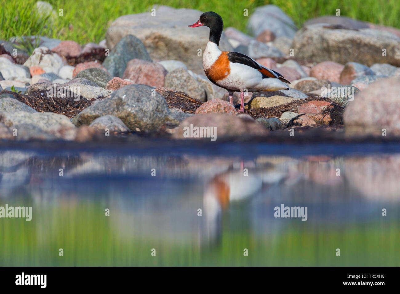 Female Shelducks High Resolution Stock Photography and Images - Alamy