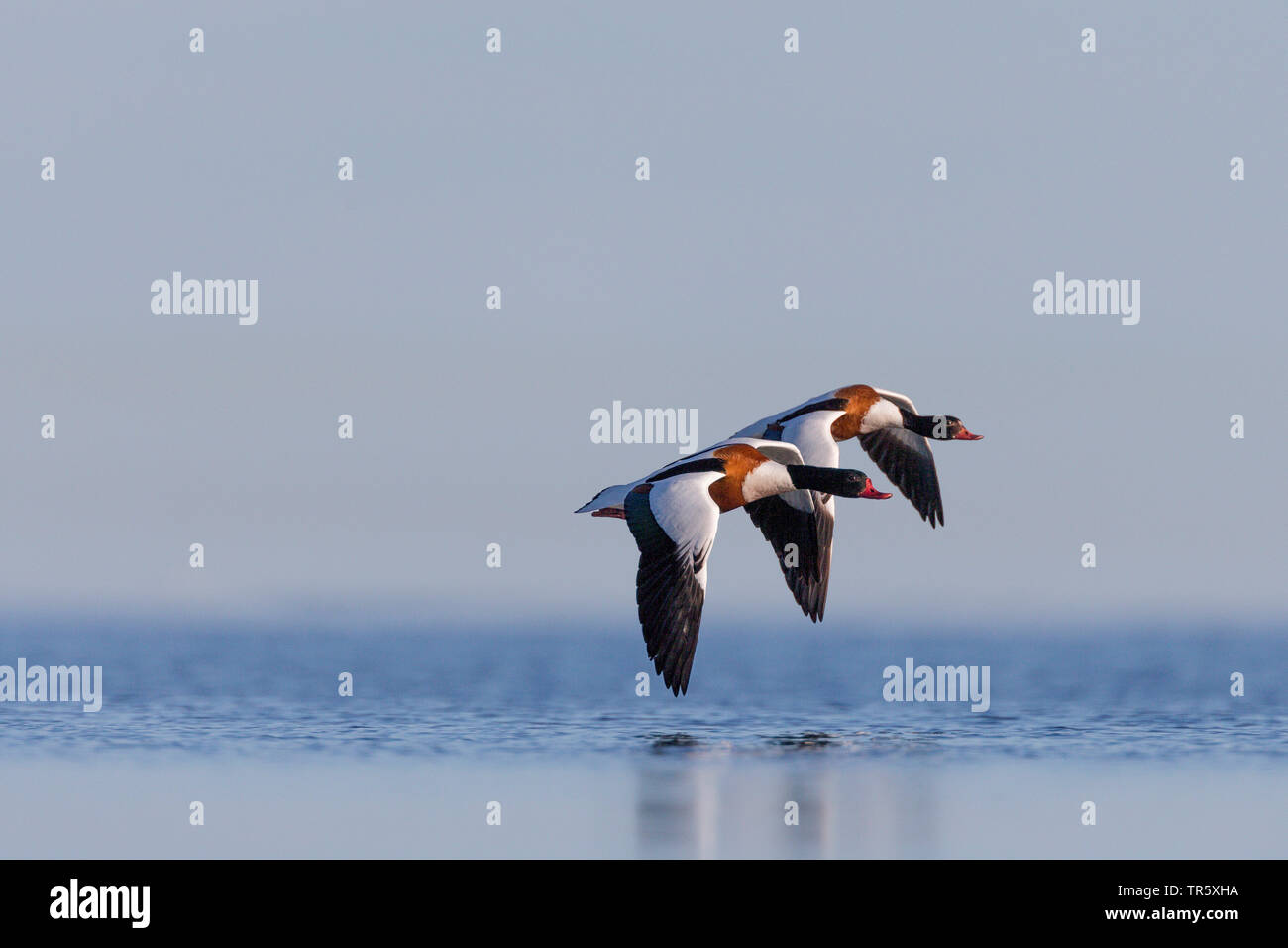 Duck flying over water hi-res stock photography and images - Alamy