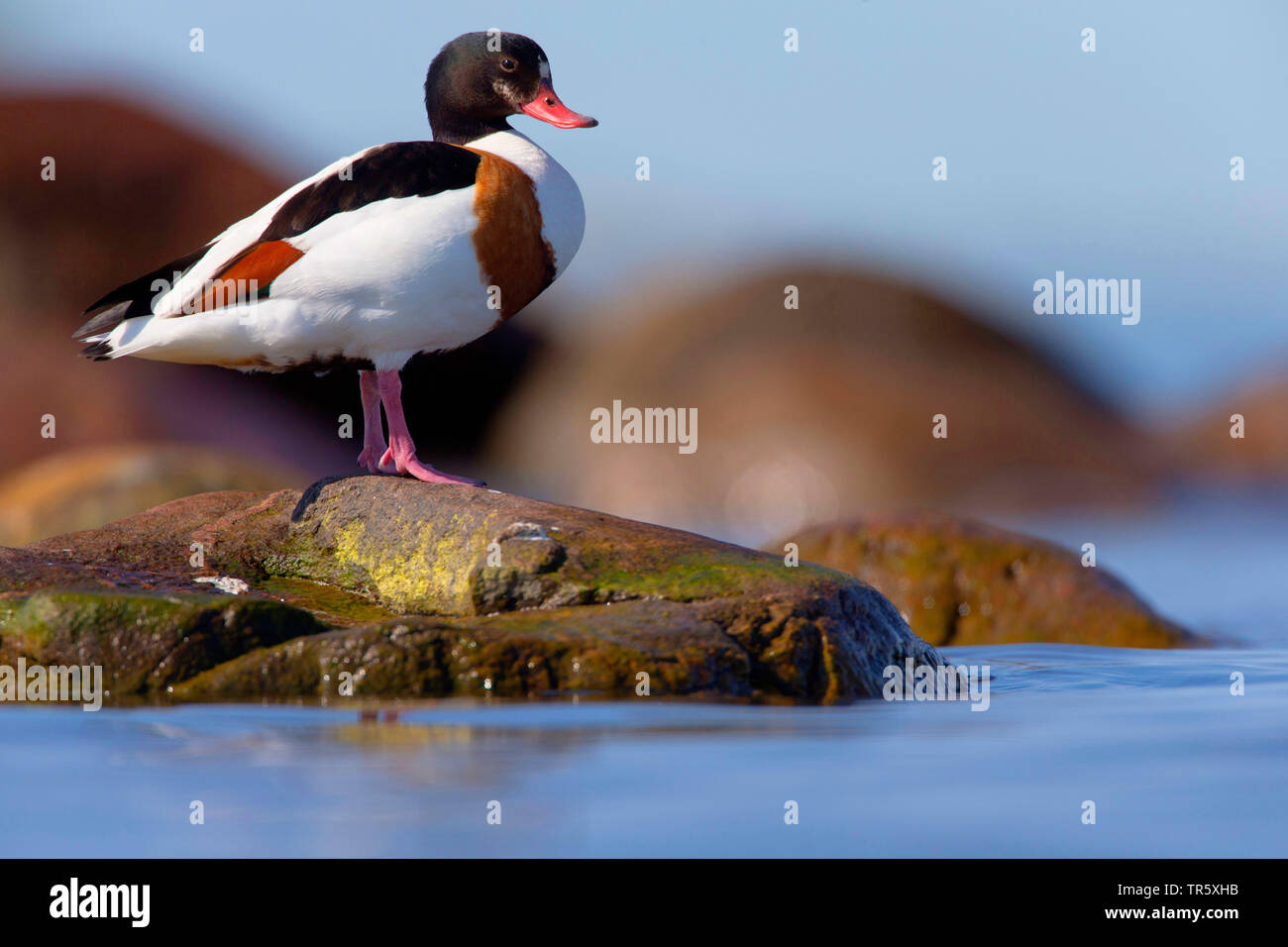 common shelduck (Tadorna tadorna), female standing on a stone in the ...