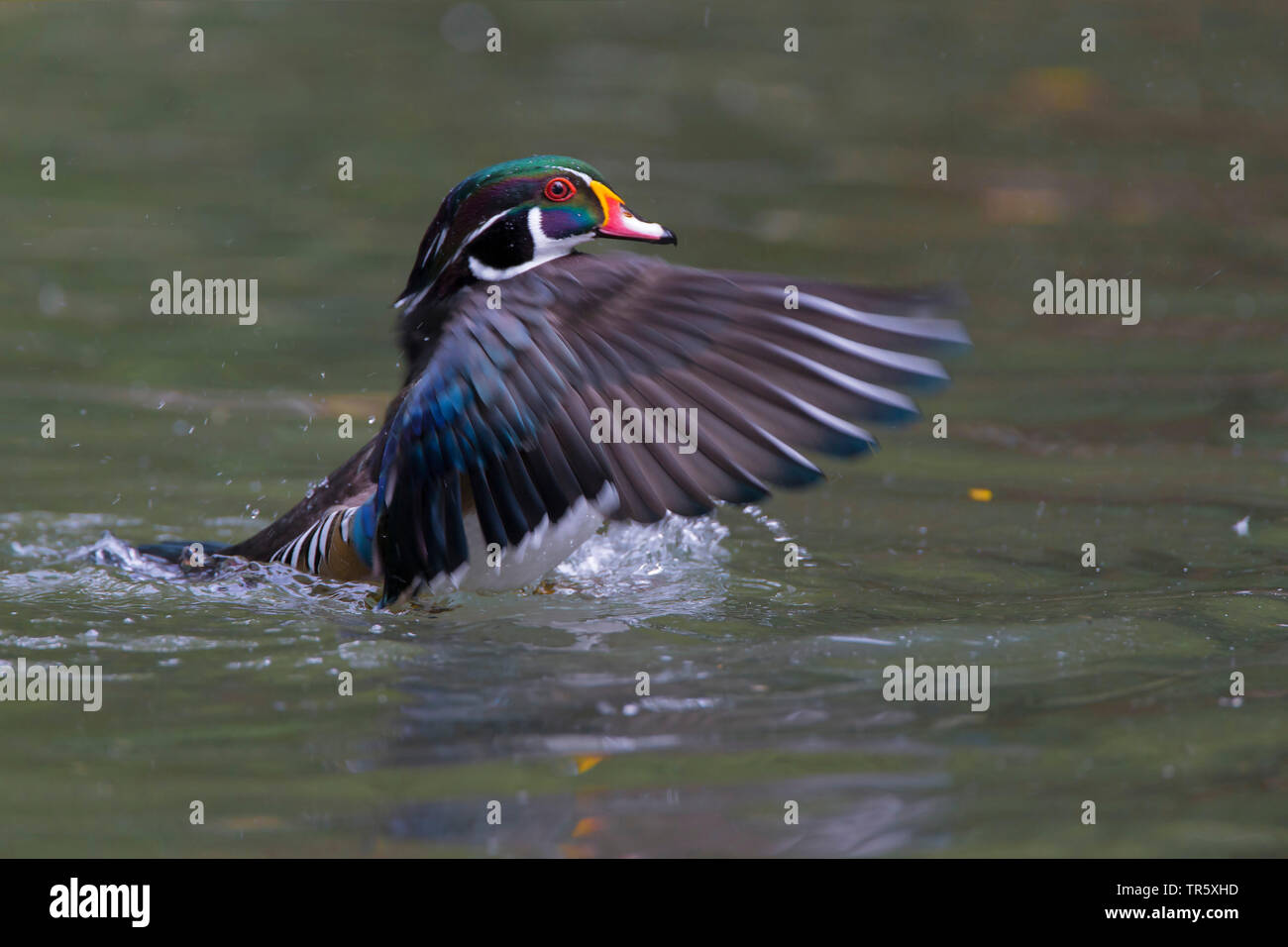 Drake Wood Duck Landing