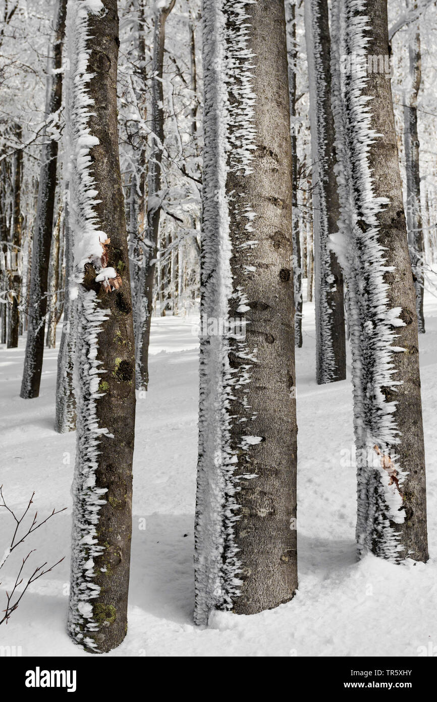 winter woodland at the Grosser Rachel, Germany, Bavaria, Bavarian ...
