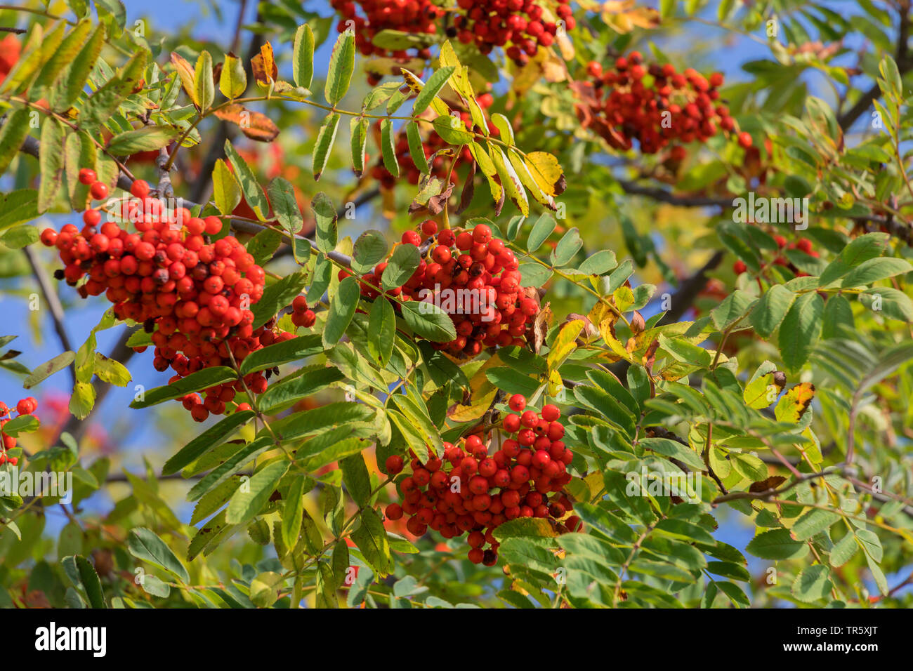 European mountain-ash, rowan tree (Sorbus aucuparia), fruiting branch ...