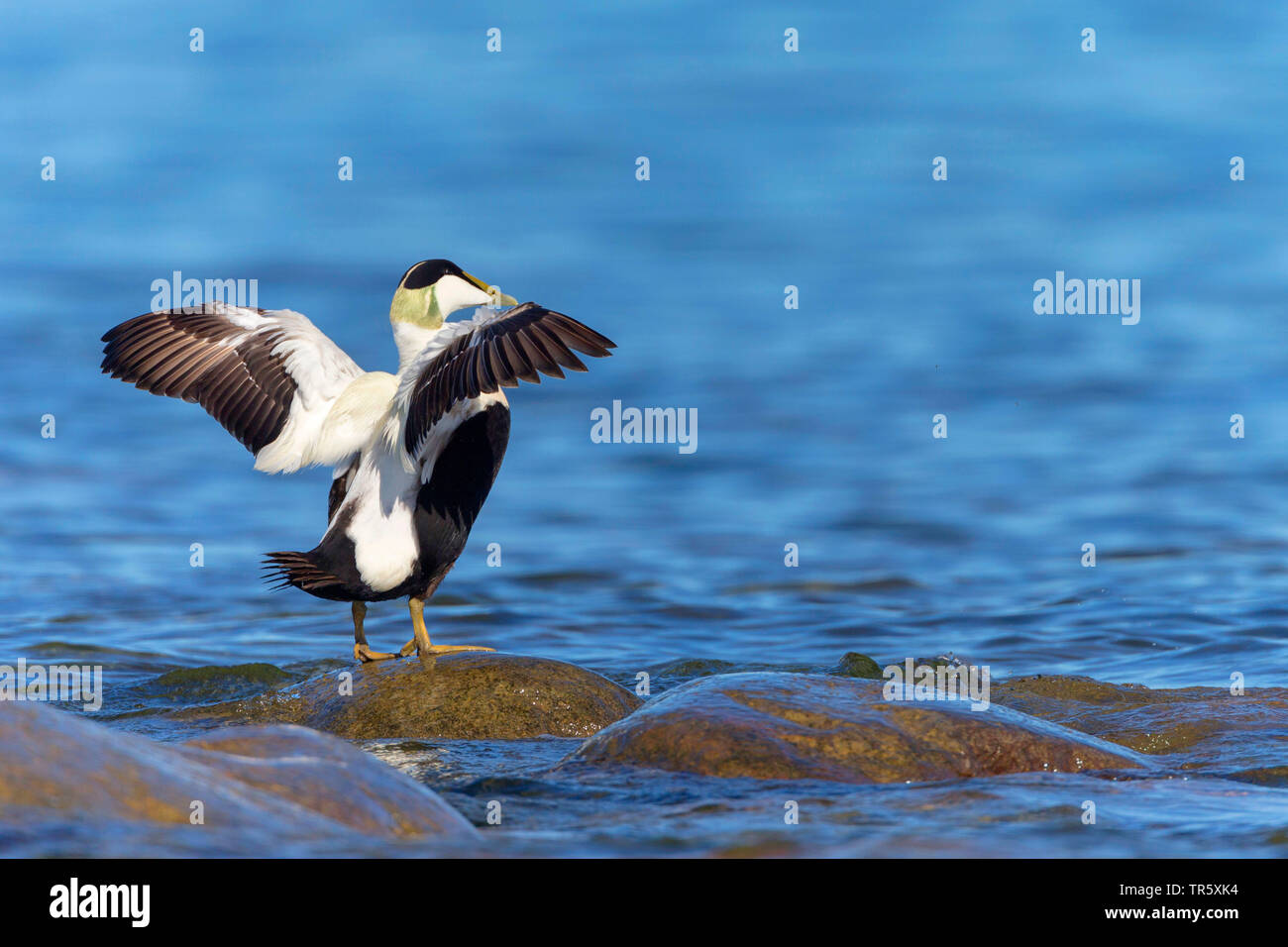 Common eider (Somateria mollissima), drake standing with outstretched ...