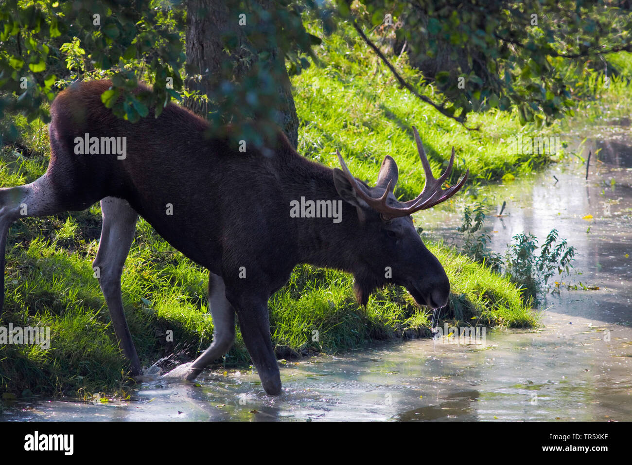 elk, European moose (Alces alces alces), bull moose walking from the ...