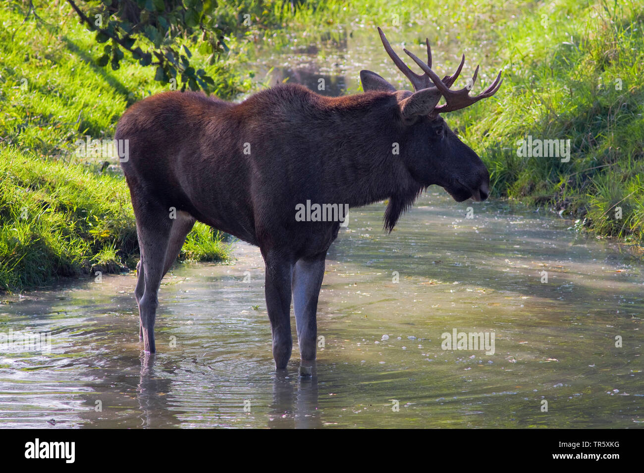 elk, European moose (Alces alces alces), bull moose standing in a brook ...