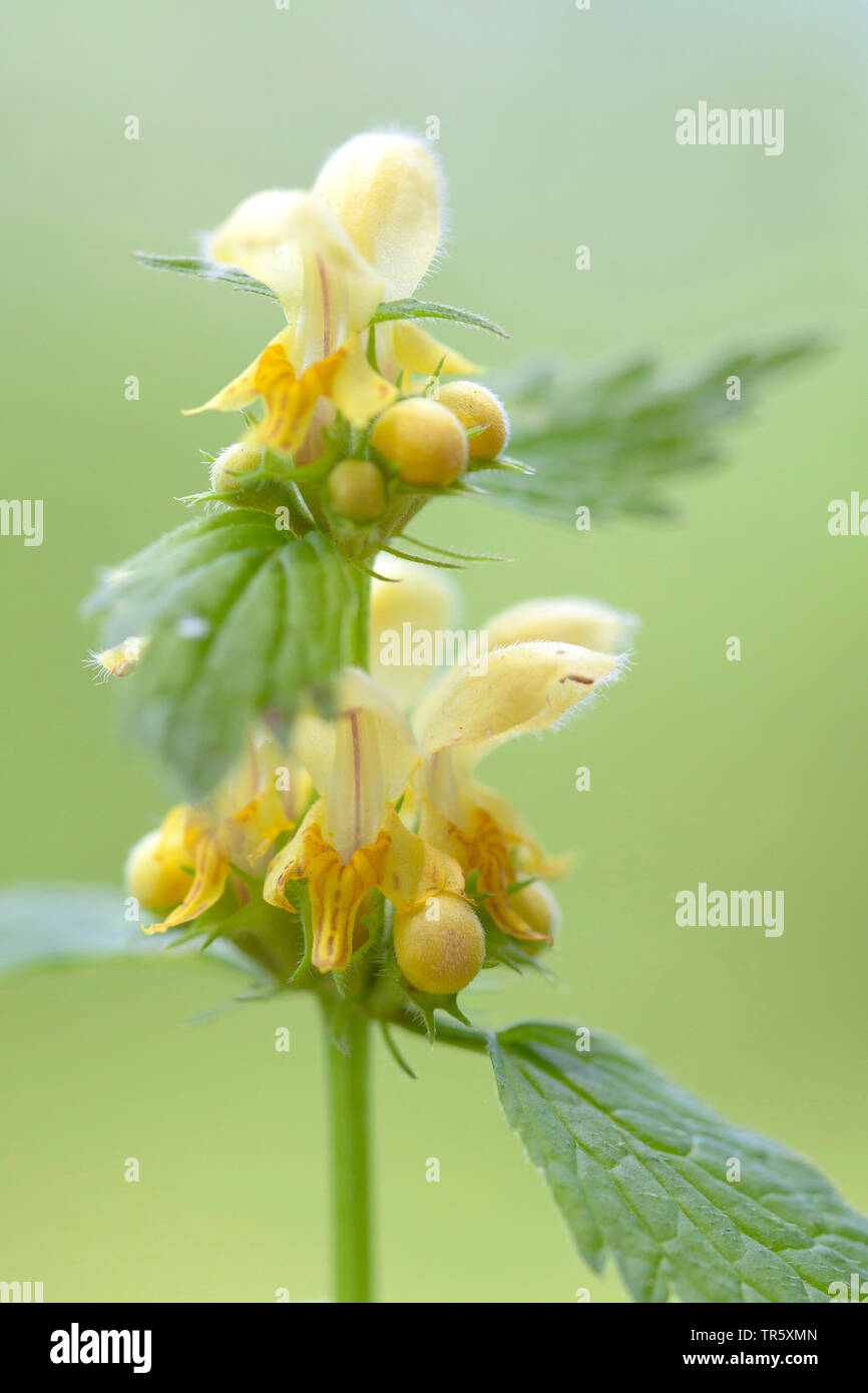 Yellow dead-nettle, Yellow Archangel, artillery plant, aluminium plant ...