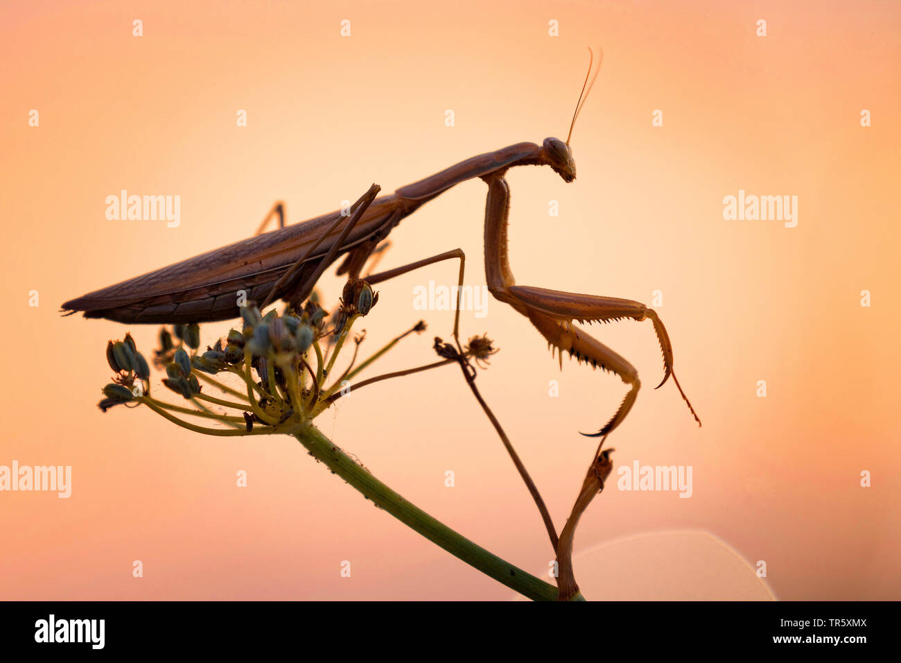 European preying mantis (Mantis religiosa), sitting on the ...
