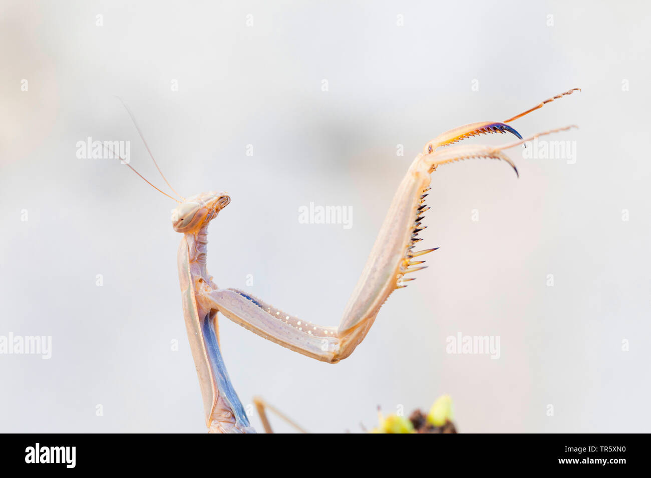 European preying mantis (Mantis religiosa), half-length portrait, side ...