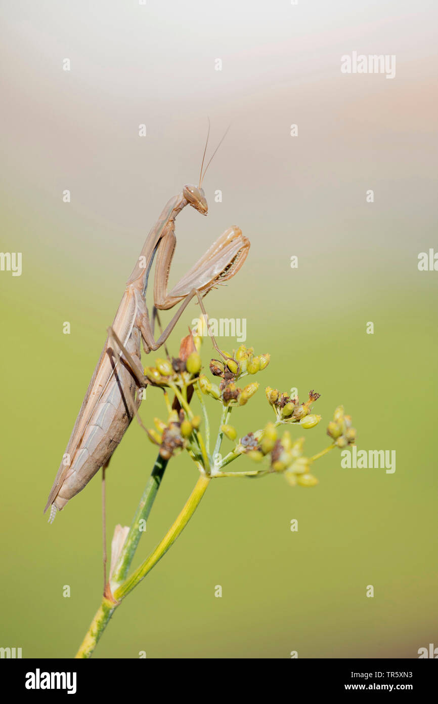 European preying mantis (Mantis religiosa), sitting on the ...