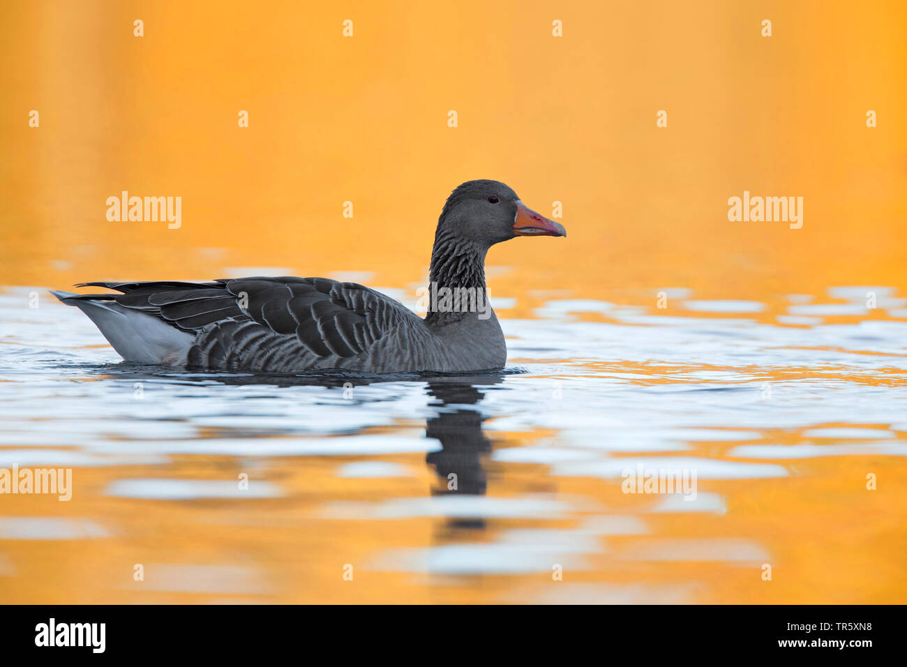 Back view goose bird hi-res stock photography and images - Alamy