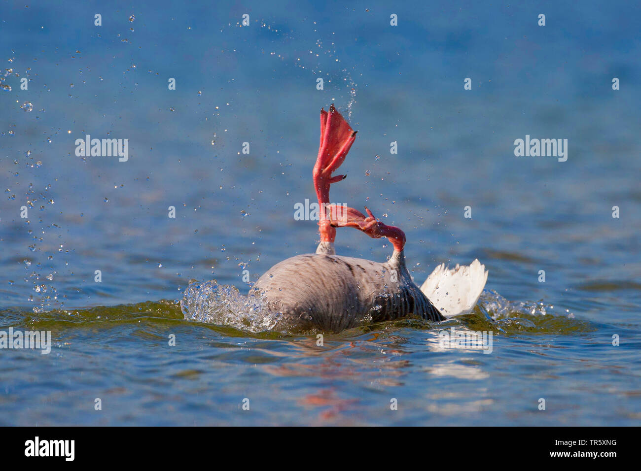 greylag goose (Anser anser), bathing on the back and lifting its legs ...