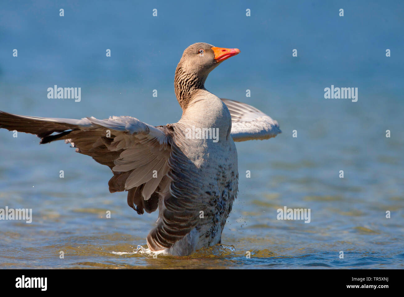 Flailing hi-res stock photography and images - Alamy