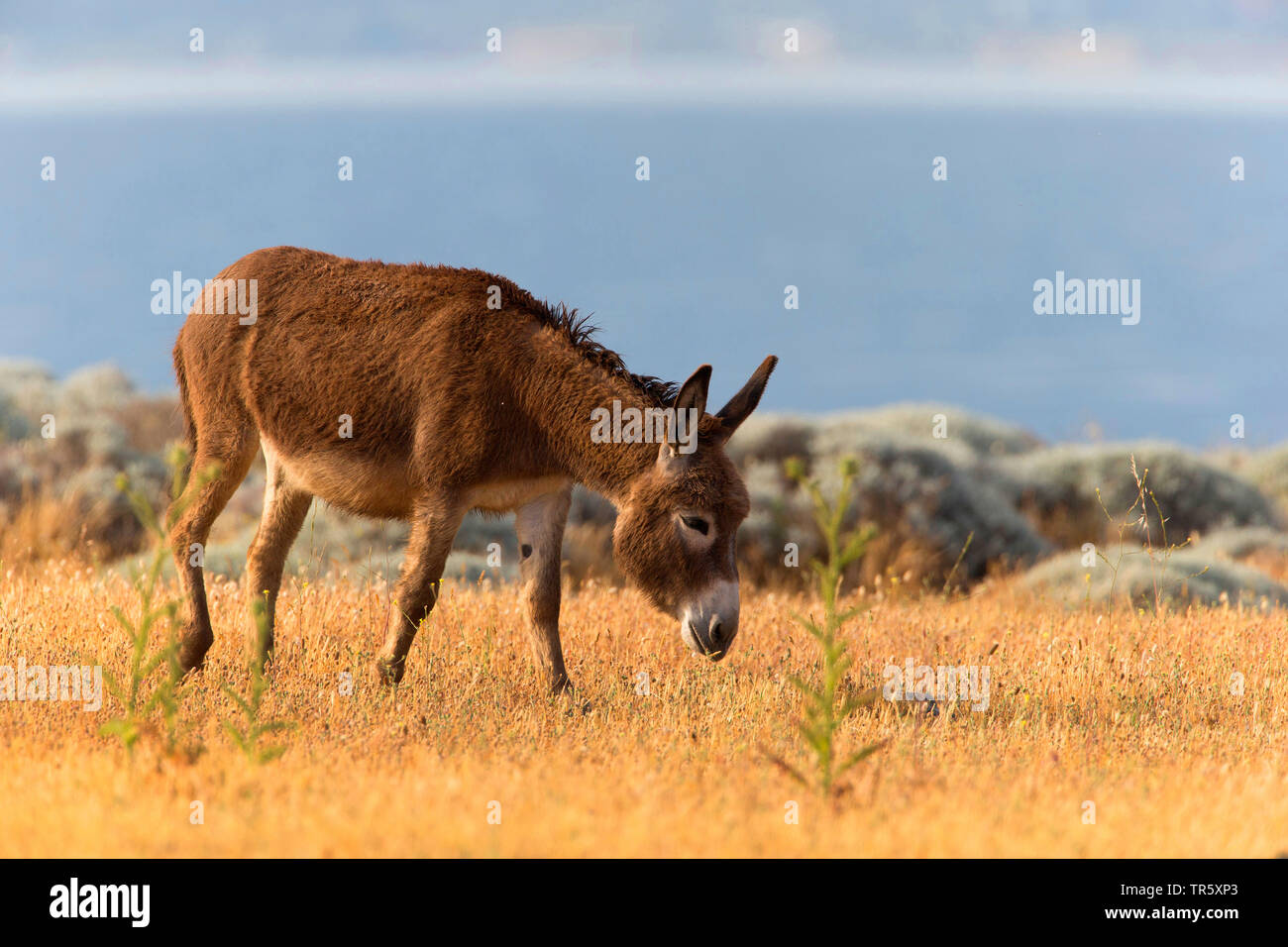 Domestic donkey (Equus asinus asinus), feeding on a dry pasture, side ...