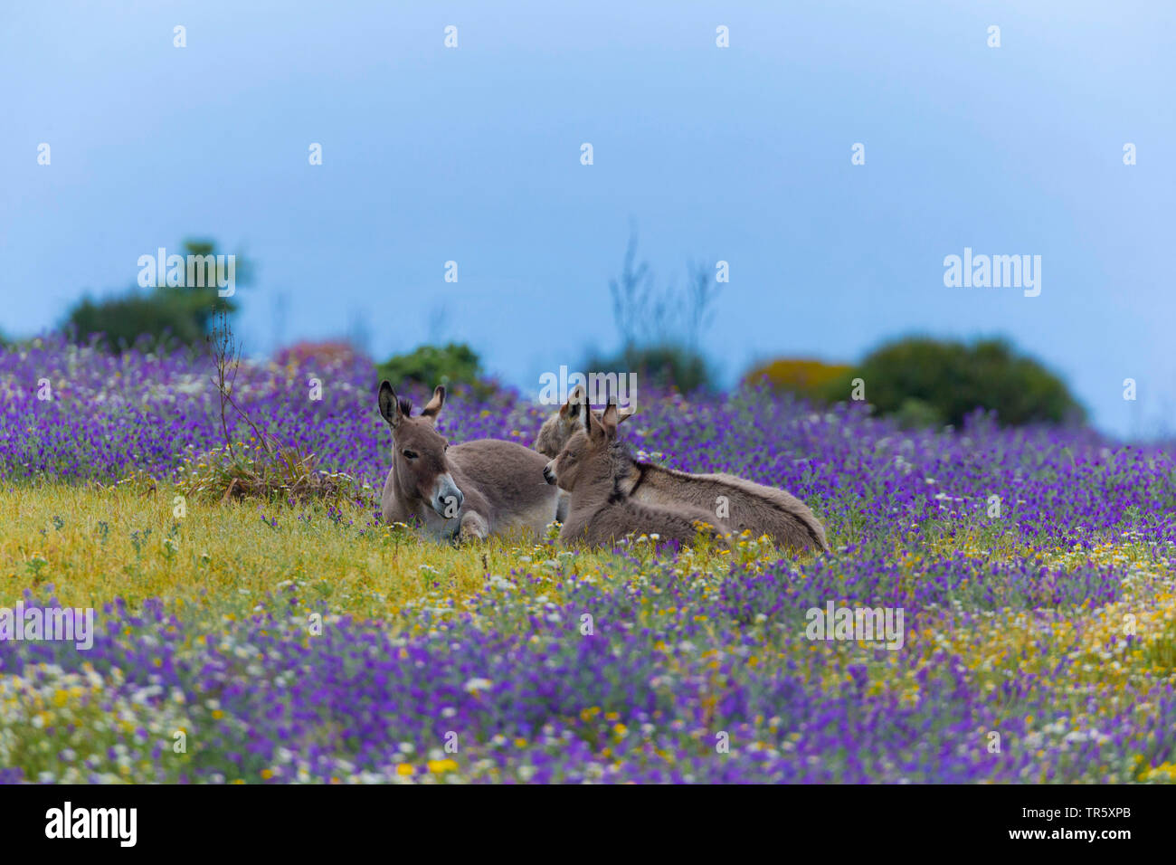 Donkey team hi-res stock photography and images - Alamy