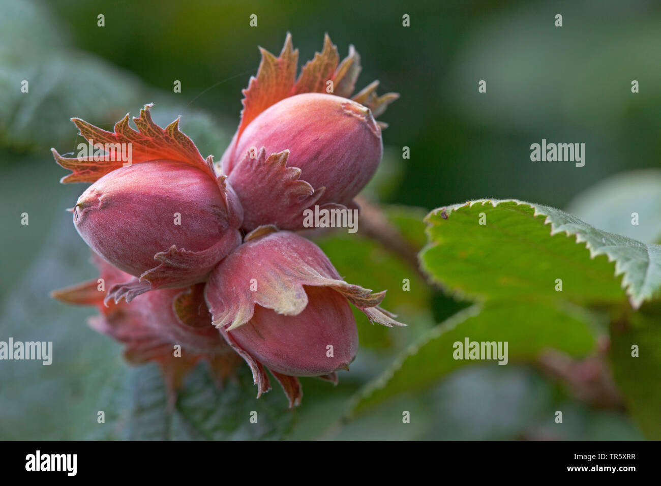 hazelnut (Corylus avellana), hazel nuts on a branch, Germany, Bavaria ...