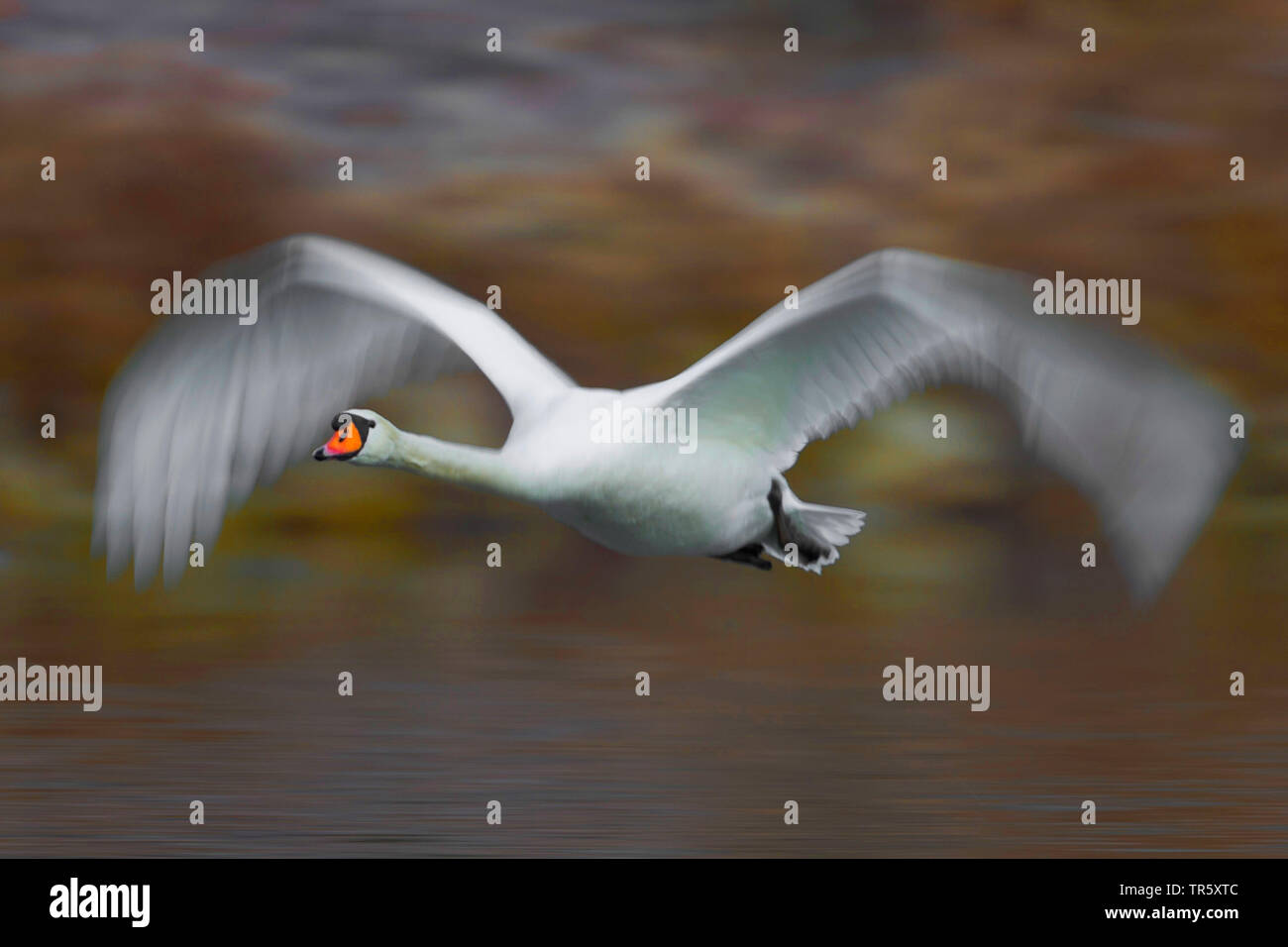 Side swan animals in wild hi-res stock photography and images - Alamy