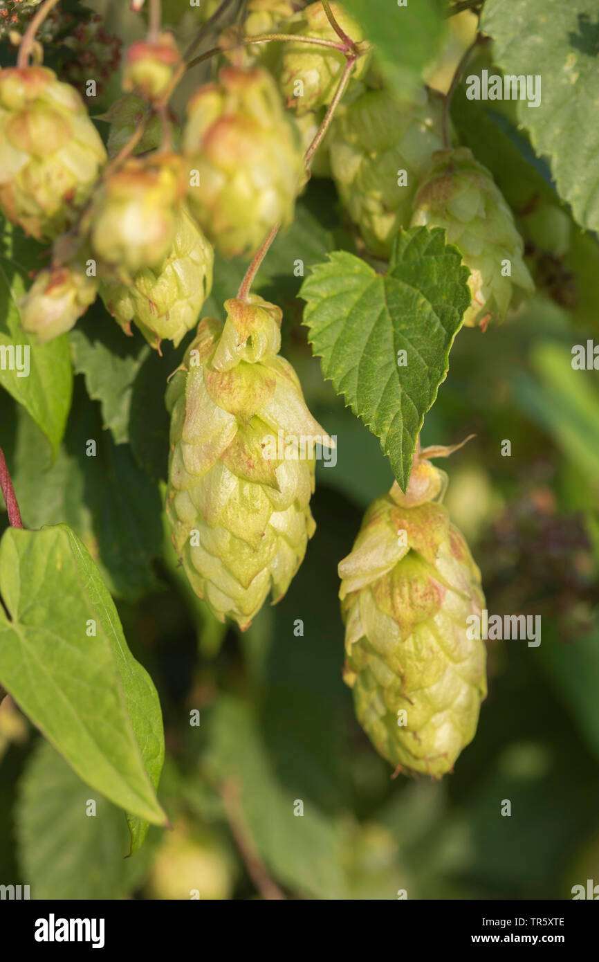 common hop (Humulus lupulus), fruits, Germany Stock Photo - Alamy