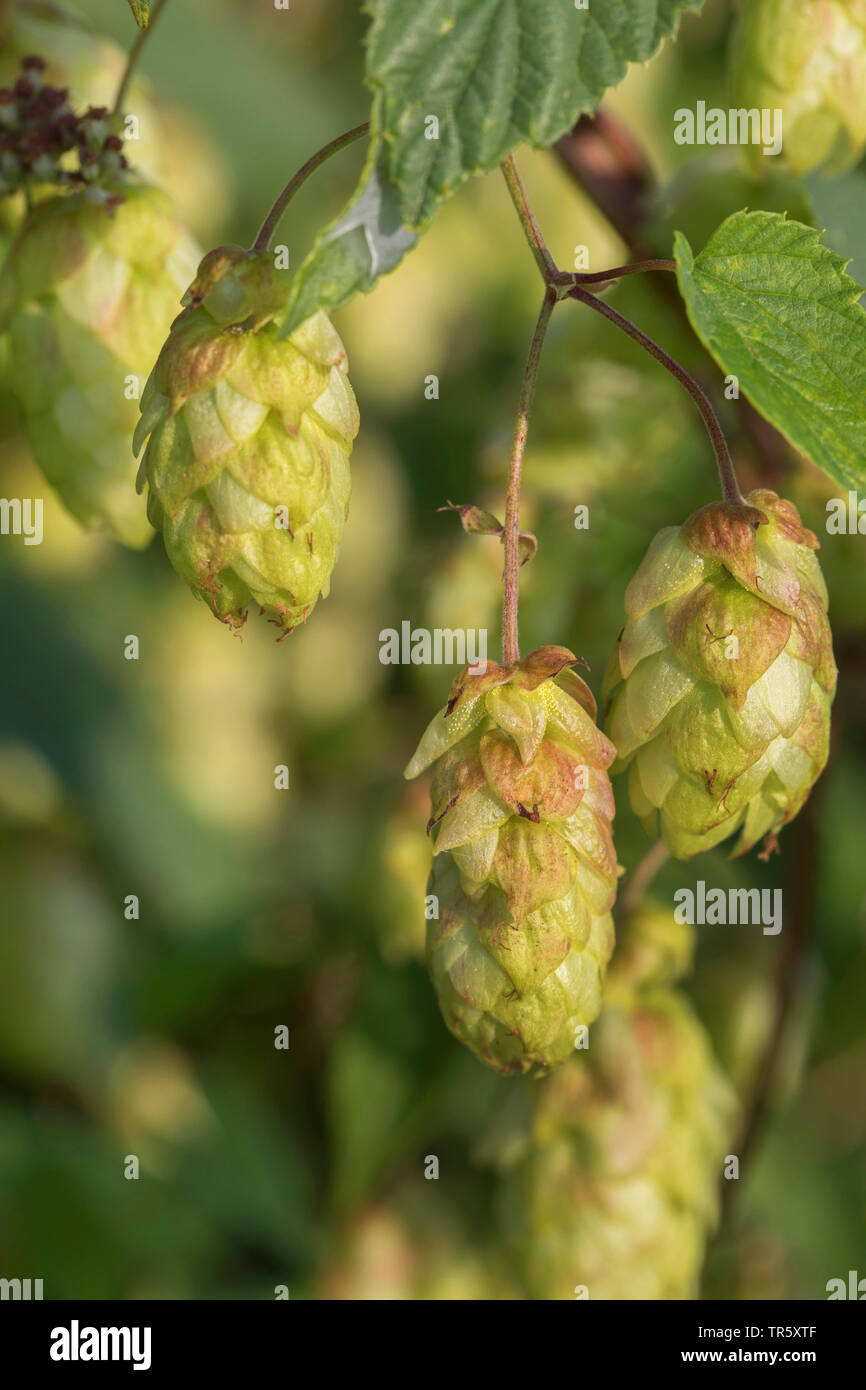 common hop (Humulus lupulus), fruits, Germany Stock Photo - Alamy