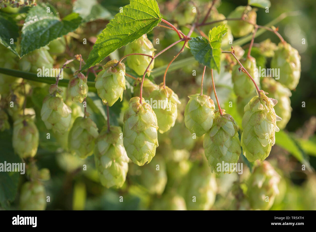 common hop (Humulus lupulus), fruits, Germany Stock Photo - Alamy