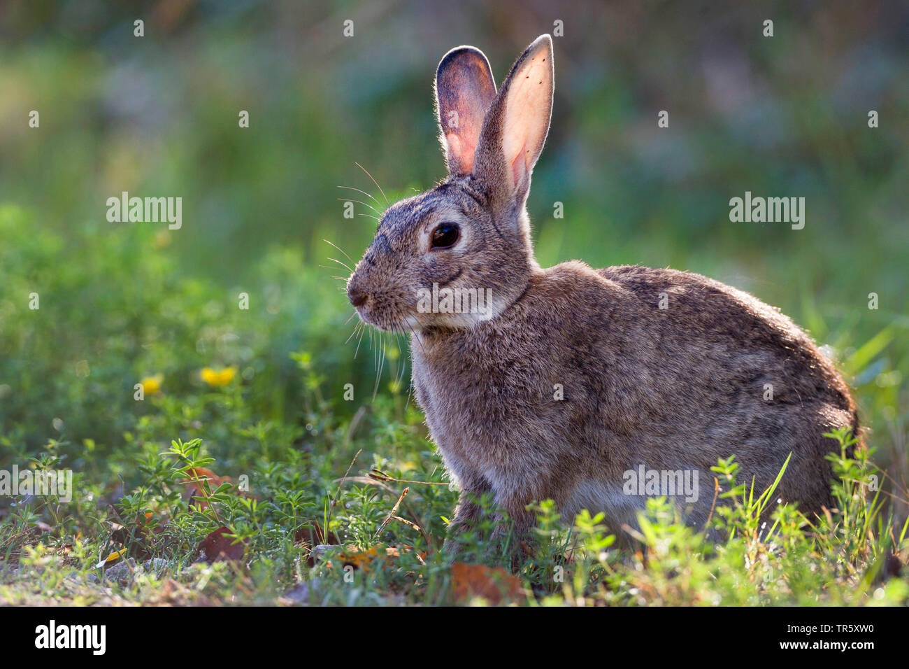 European rabbit (Oryctolagus cuniculus), sitting in a meadow, side view ...