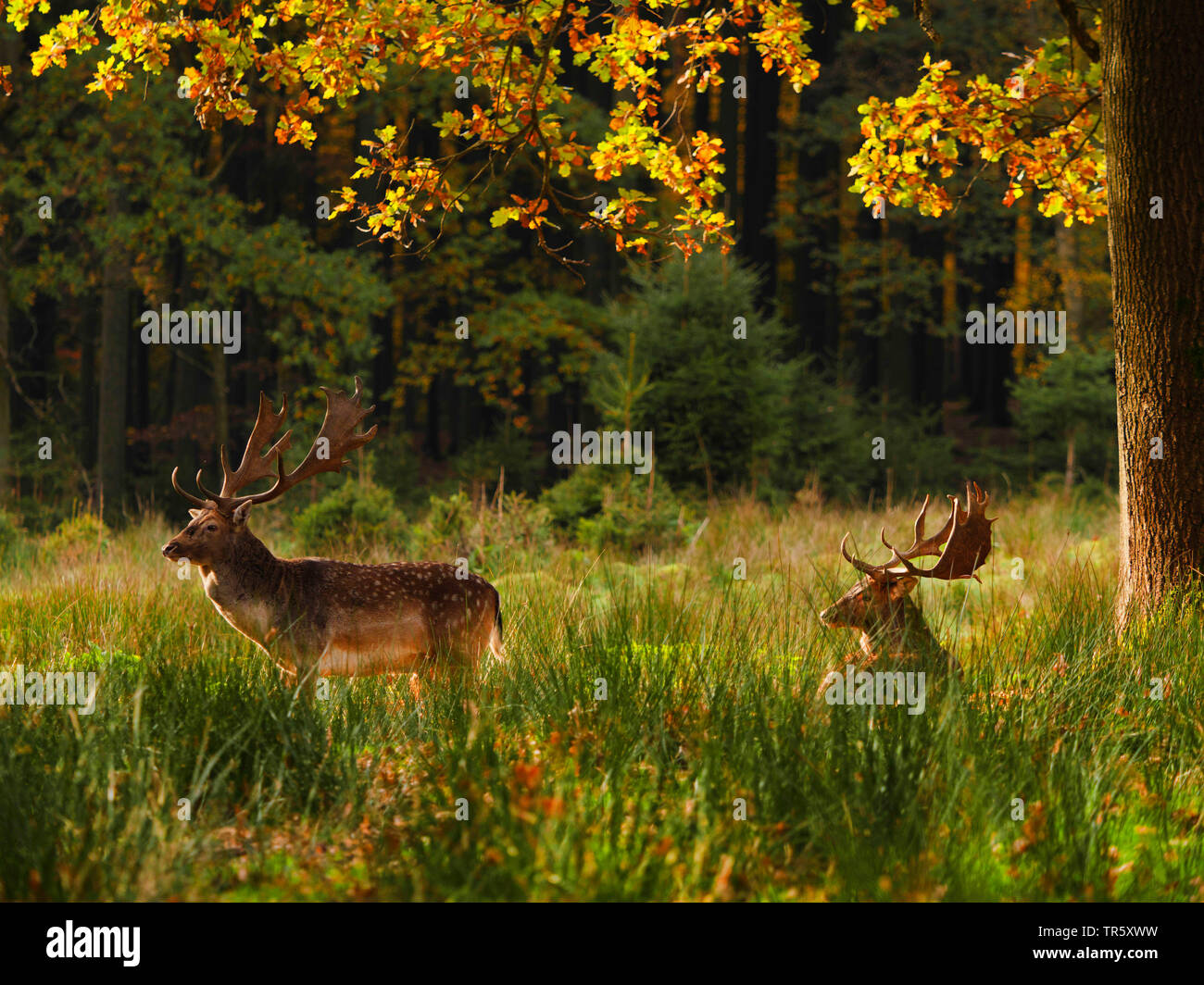 fallow deer (Dama dama, Cervus dama), stags on a clearing in an autumn ...