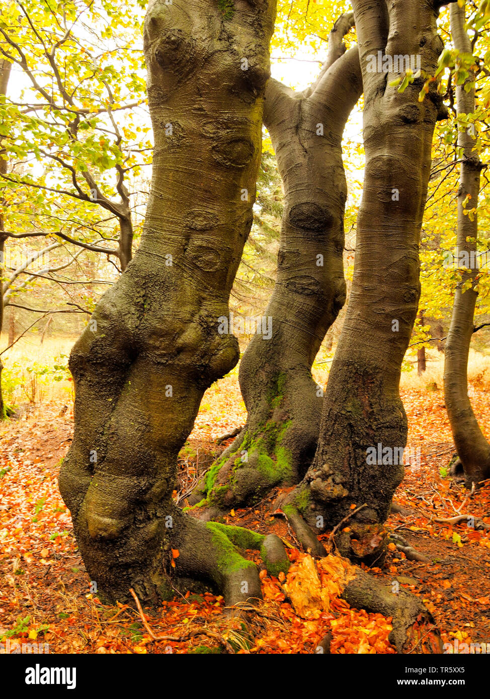 common beech (Fagus sylvatica), old beech forest in autumn, Bournak ...