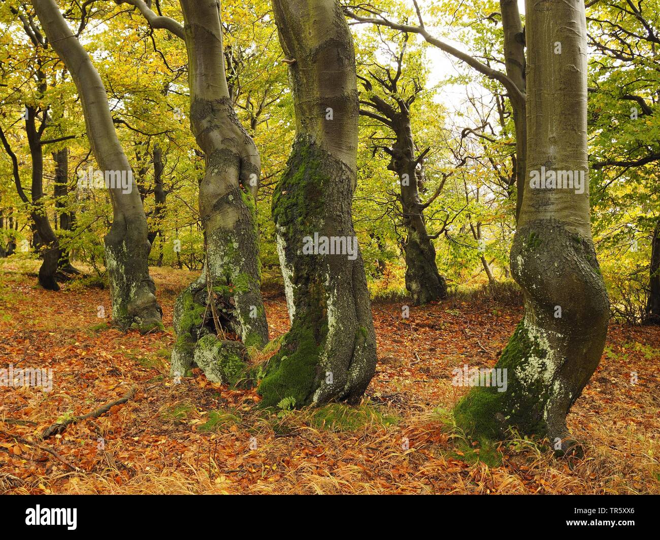 common beech (Fagus sylvatica), old beech forest in autumn, Bournak ...