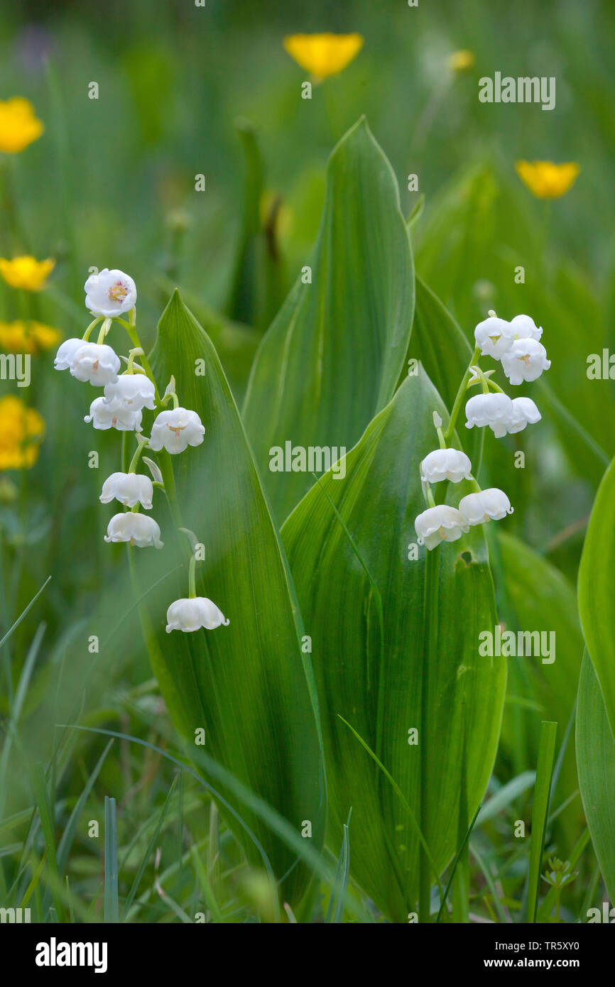 European lily-of-the-valley (Convallaria majalis), fruiting, Germany ...