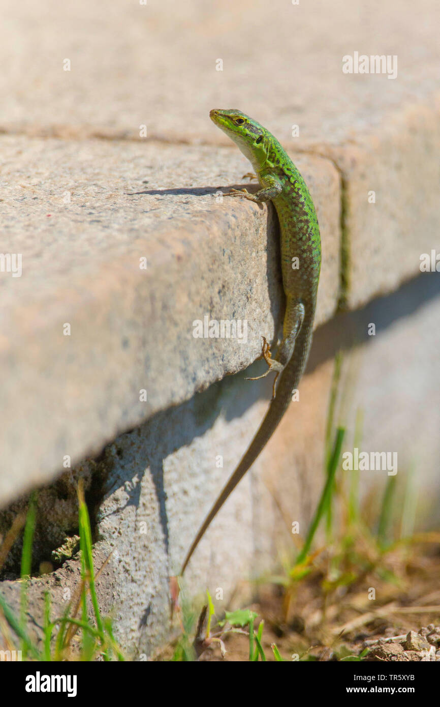 Tyrrhenian wall lizards hi-res stock photography and images - Alamy