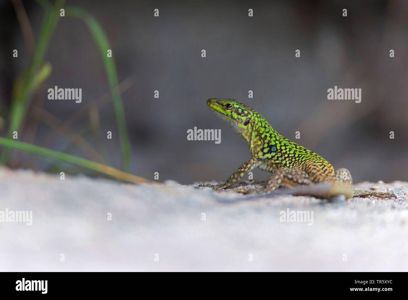 Tyrrhenian Wall Lizards High Resolution Stock Photography and Images ...
