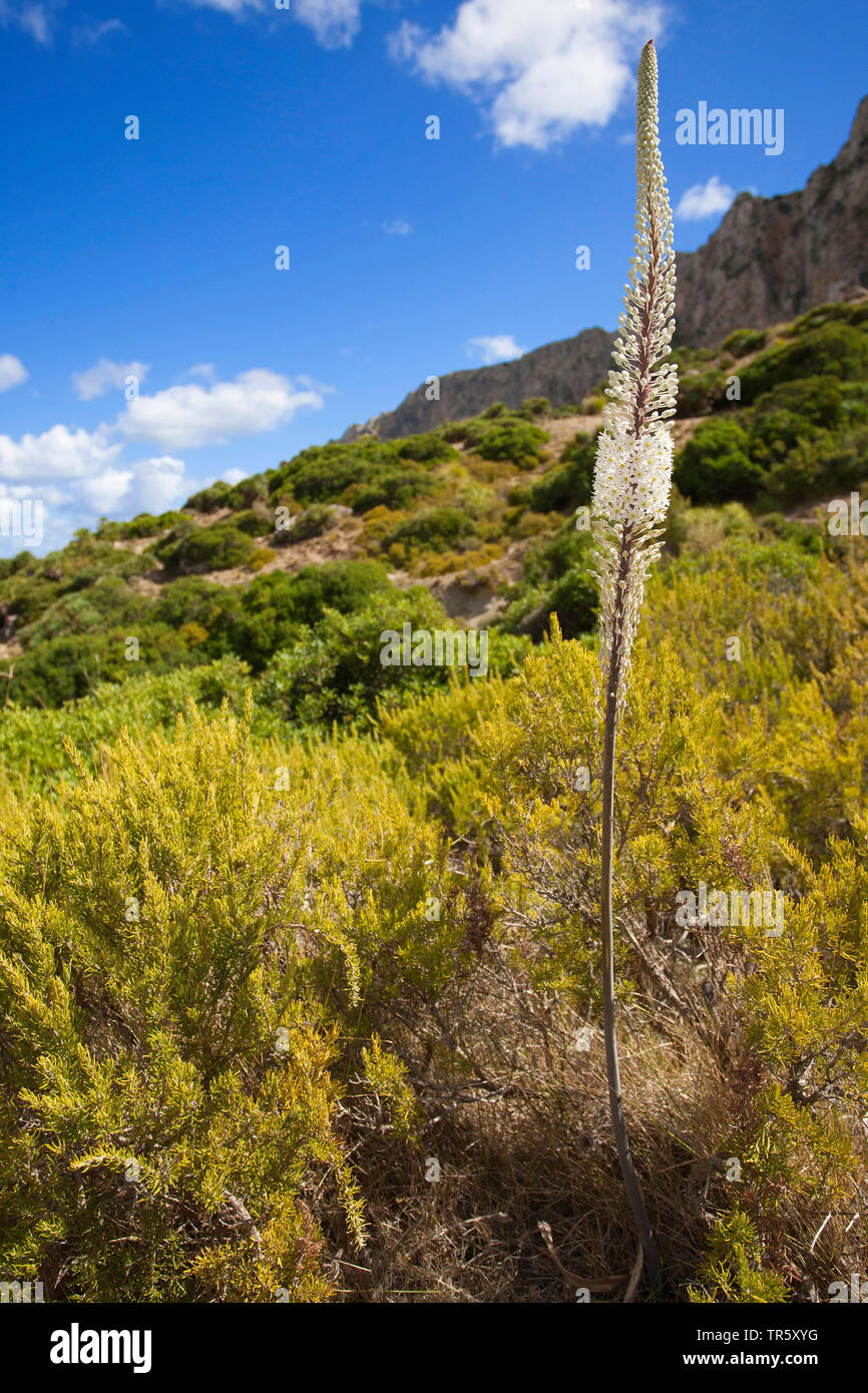 Urginea maritima sea squill hi-res stock photography and images - Alamy