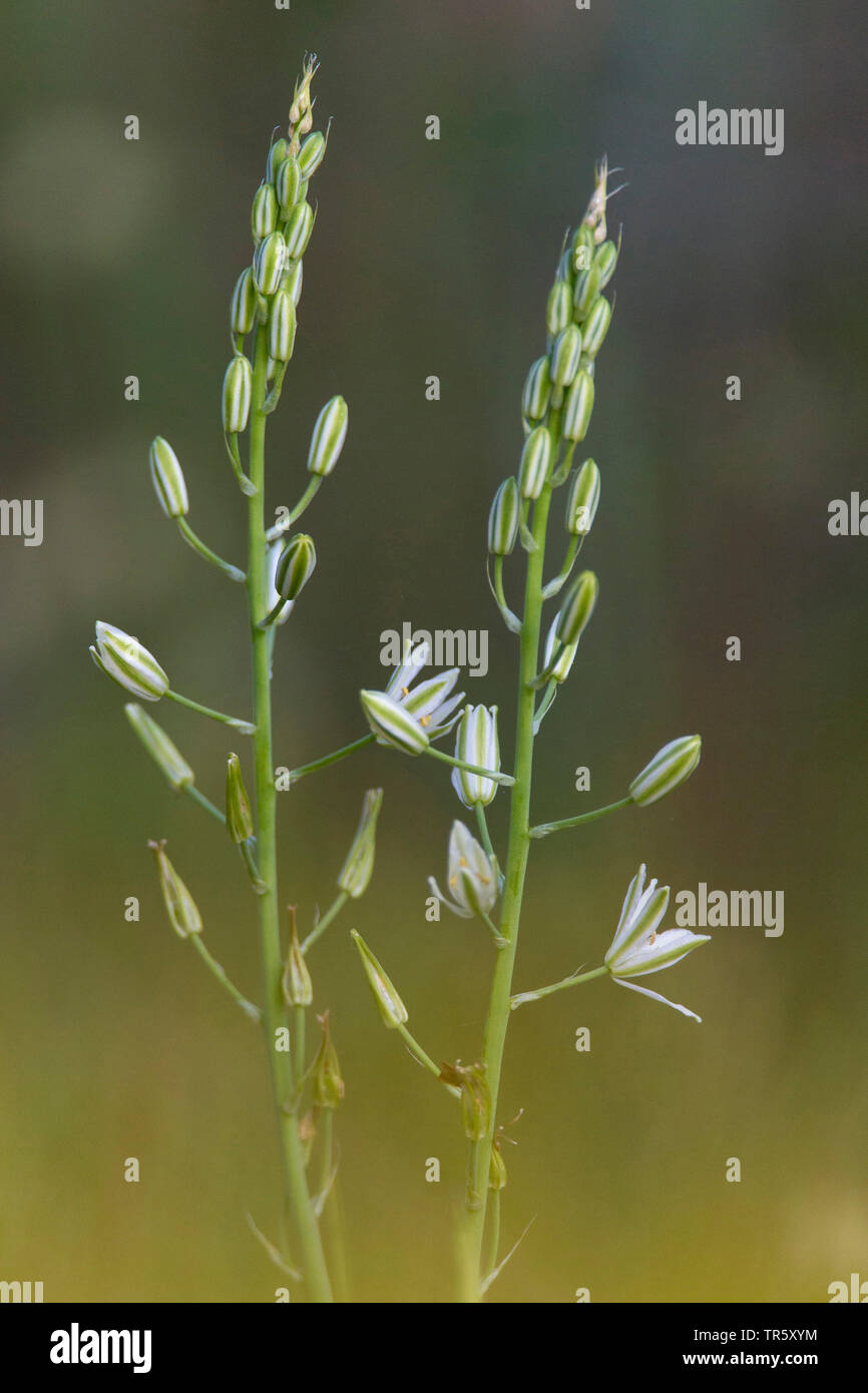 Narbonne star-of-Bethlehem, Pyramidal star-of-Bethlehem, Southern star ...