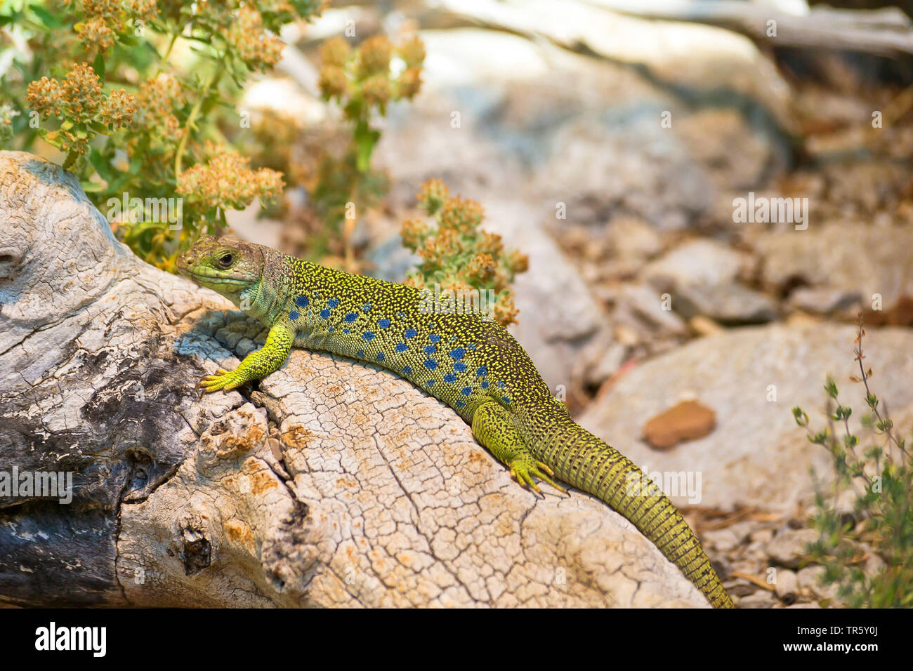 Ocellated lizard, Ocellated green lizard, Eyed lizard, Jewelled lizard ...
