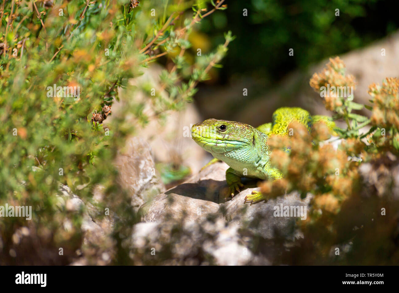 Ocellated lizard, Ocellated green lizard, Eyed lizard, Jewelled lizard ...