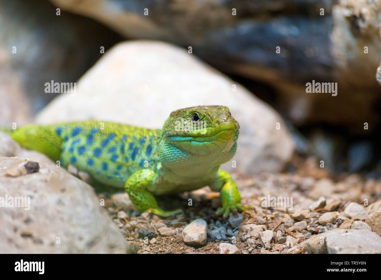 Eyed ocellated lizard timon lepidus hi-res stock photography and images ...