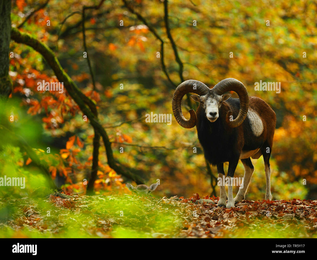 Mouflon (Ovis musimon, Ovis gmelini musimon, Ovis orientalis musimon ...