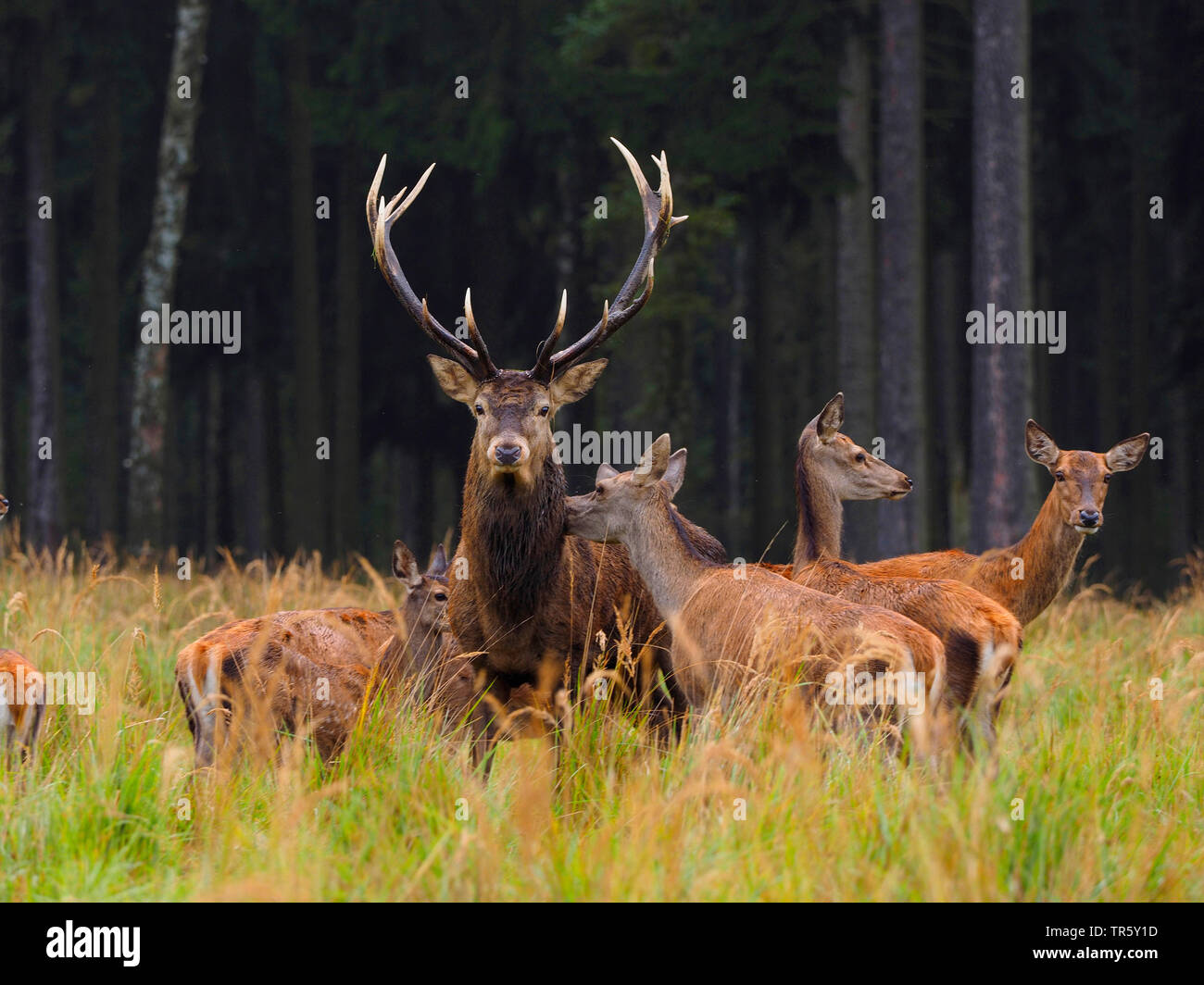 Animals of the middle east hi-res stock photography and images - Alamy