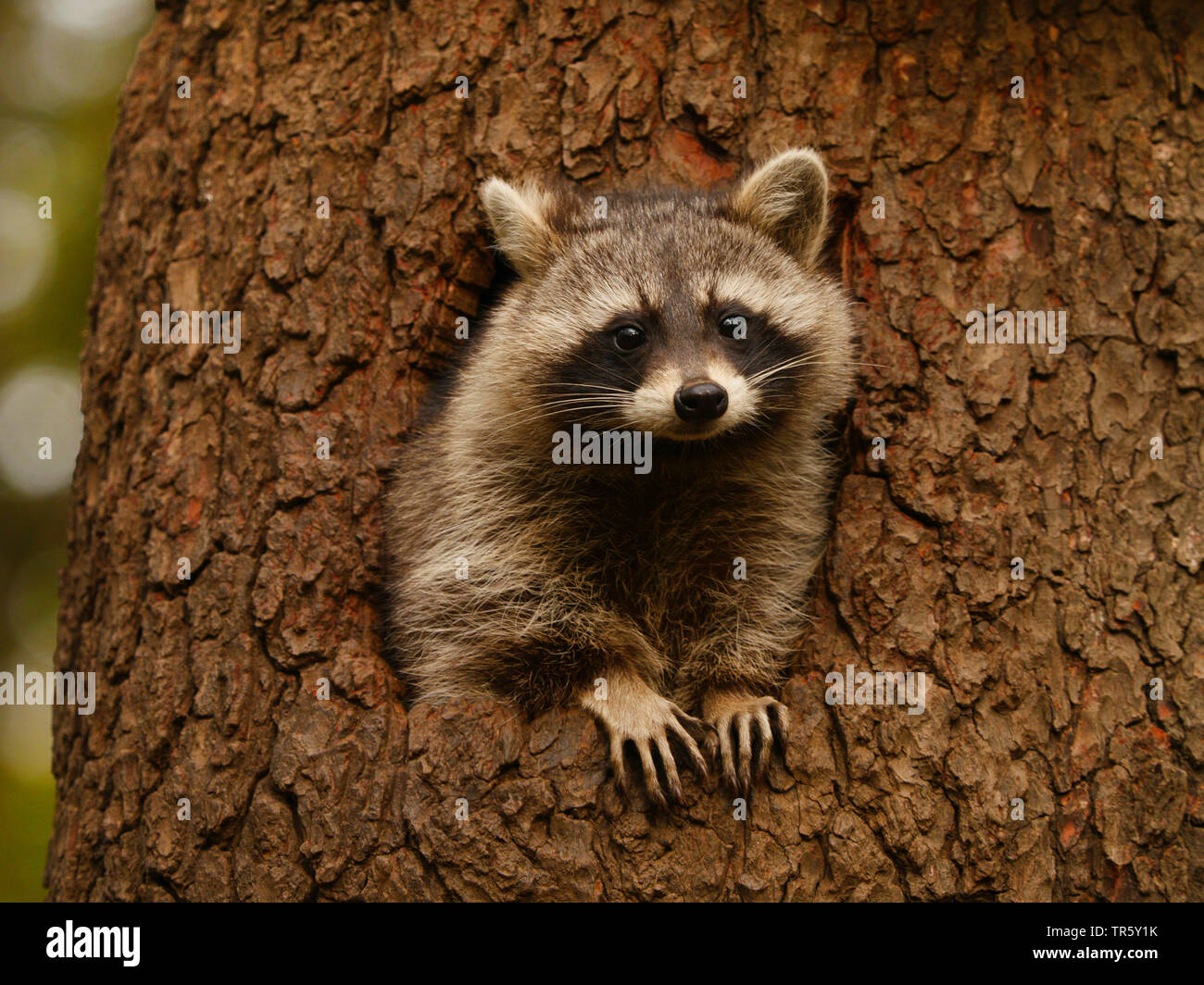 common raccoon (Procyon lotor), looking out a tree hole, front view ...